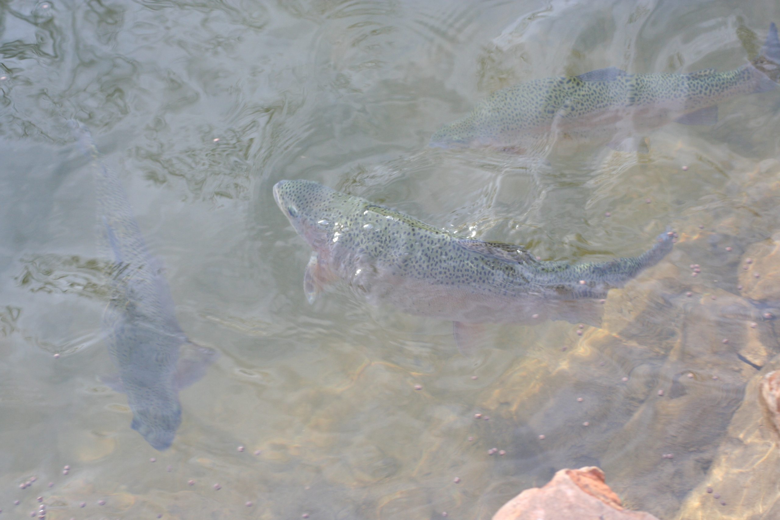 Building A Pond: Ron Morgan’s System - American Sport Fish