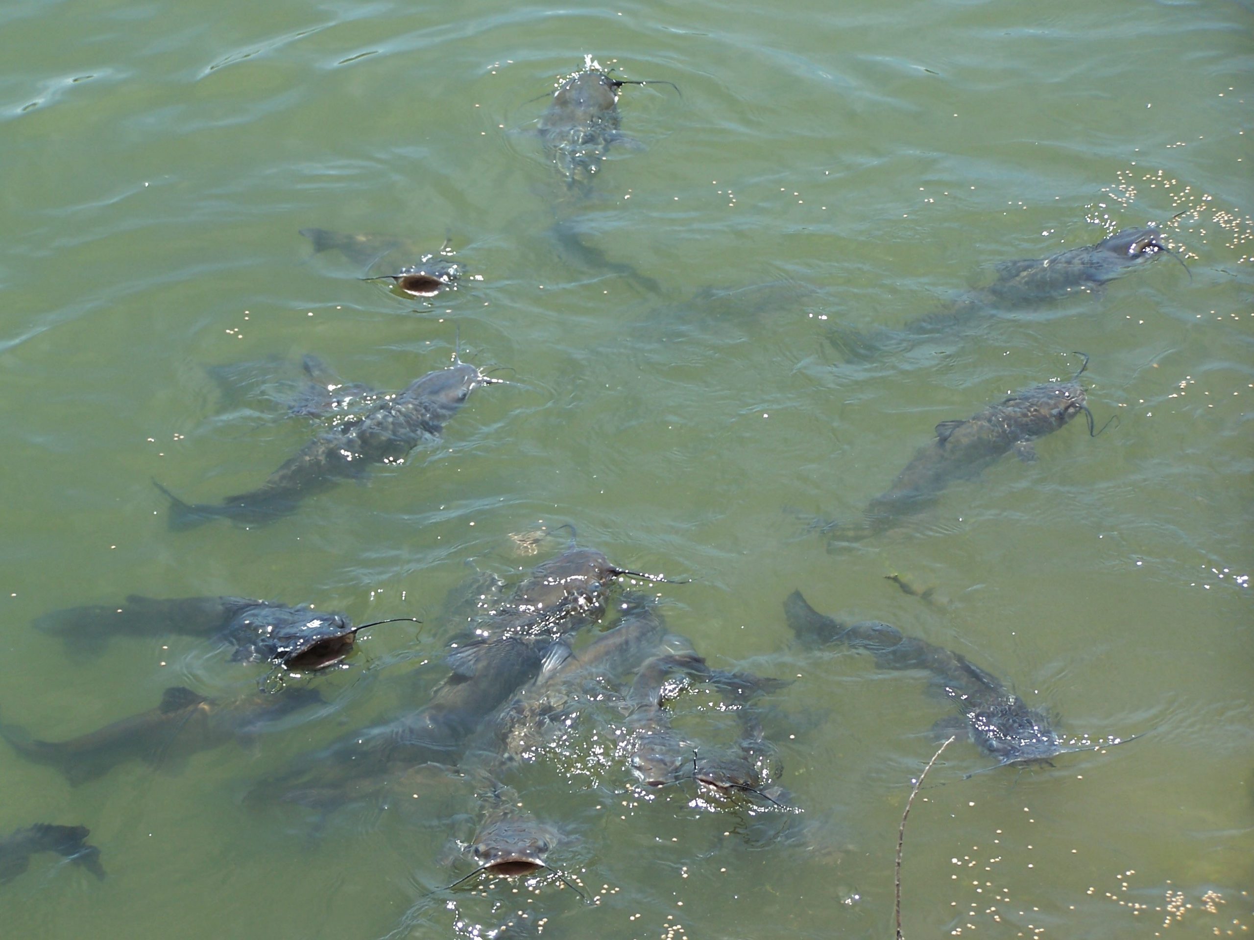 Mission Impossible - Catching Fed Catfish - American Sport Fish