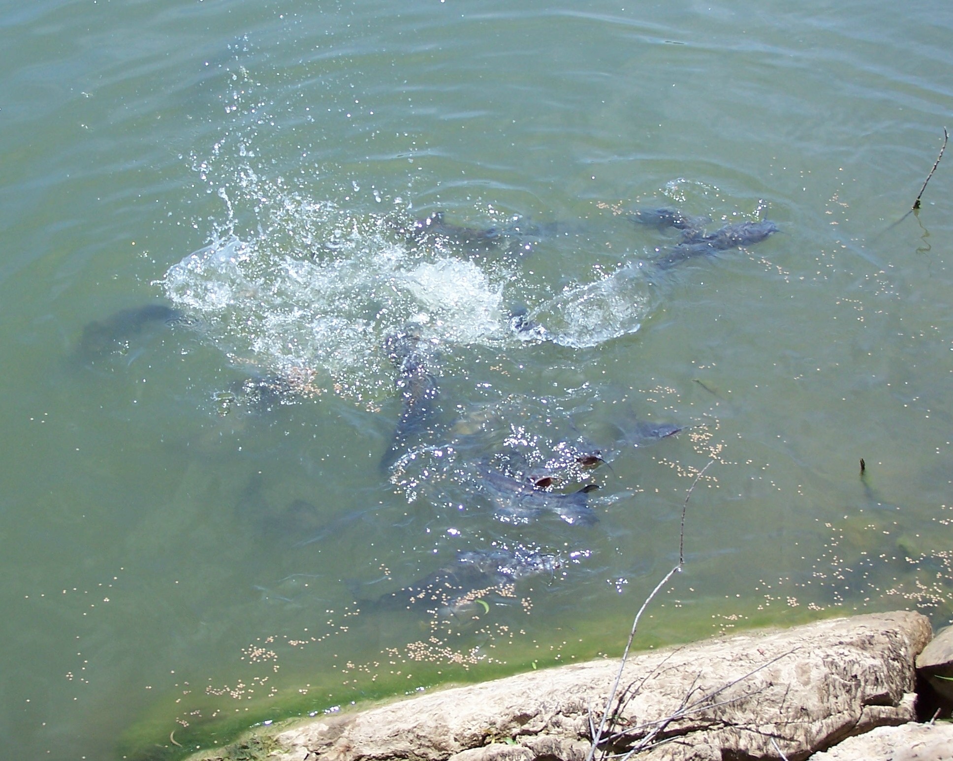 Mission Impossible - Catching Fed Catfish - American Sport Fish