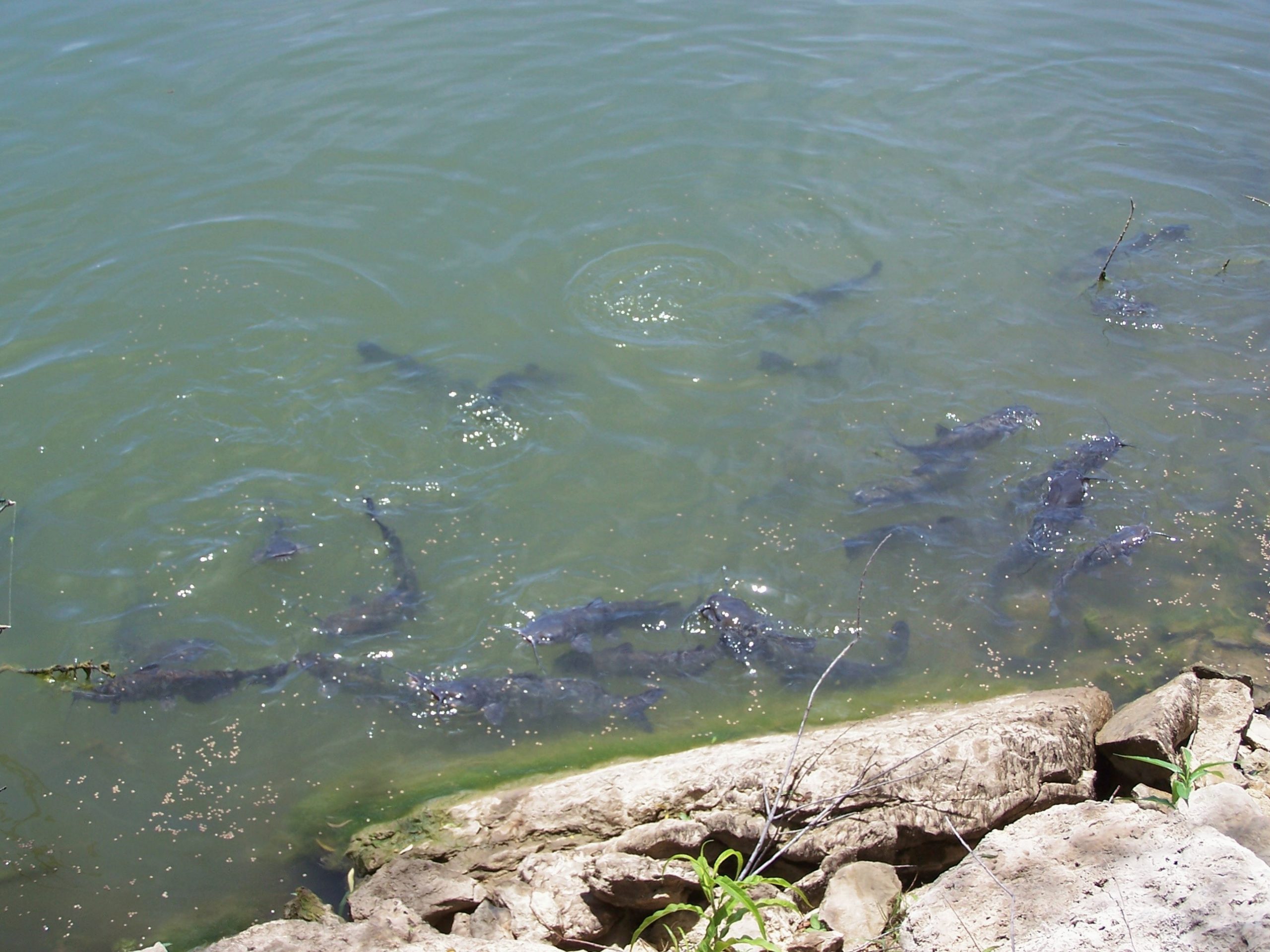Mission Impossible - Catching Fed Catfish - American Sport Fish