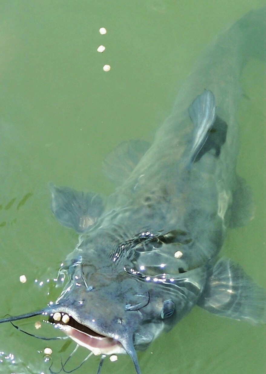 Mission Impossible - Catching Fed Catfish - American Sport Fish