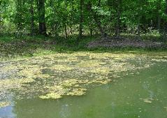 Triploid Grass Carp - American Sport Fish