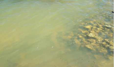 Murky Ponds - Causes and Corrective Options - American Sport Fish