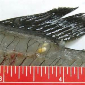 I See Red Spots On My Fish - American Sport Fish