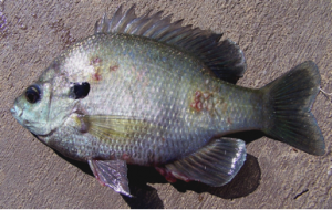 I See Red Spots On My Fish - American Sport Fish