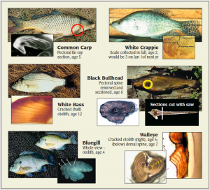 Fish Aging: Using Aging Structures - American Sport Fish