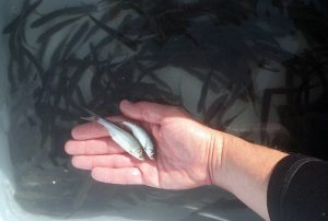 Golden Shiners Article by Bob Lusk - American Sport Fish