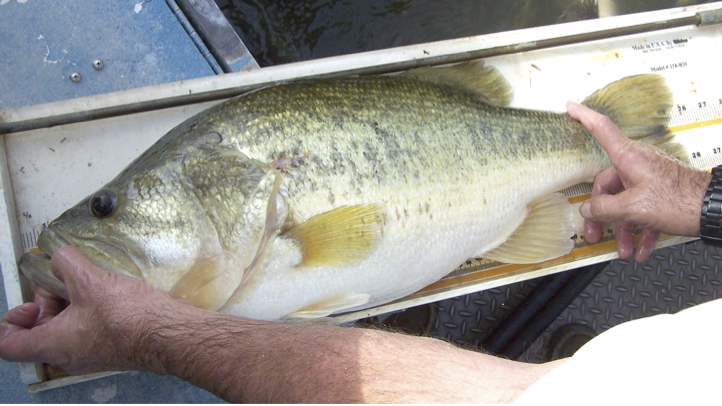 Can You Have Too Many Bluegill? - American Sport Fish