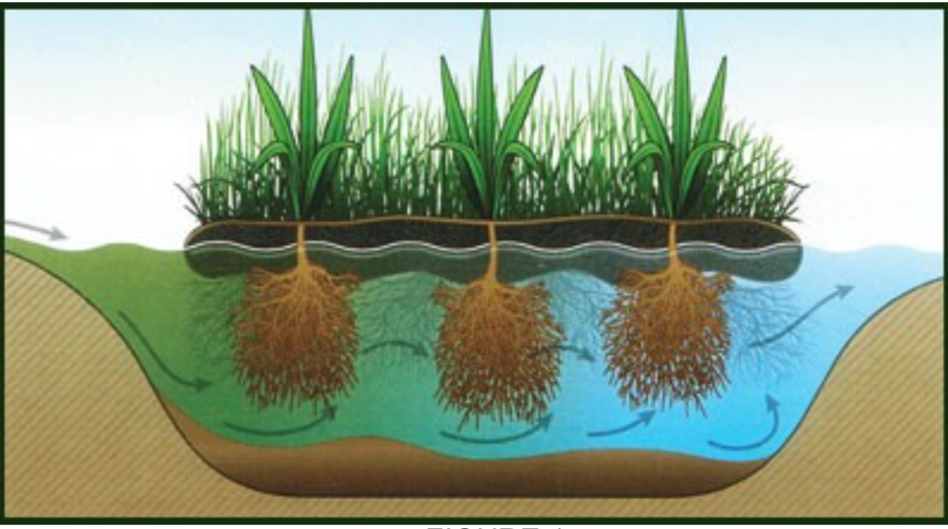 Floating Islands - American Sport Fish