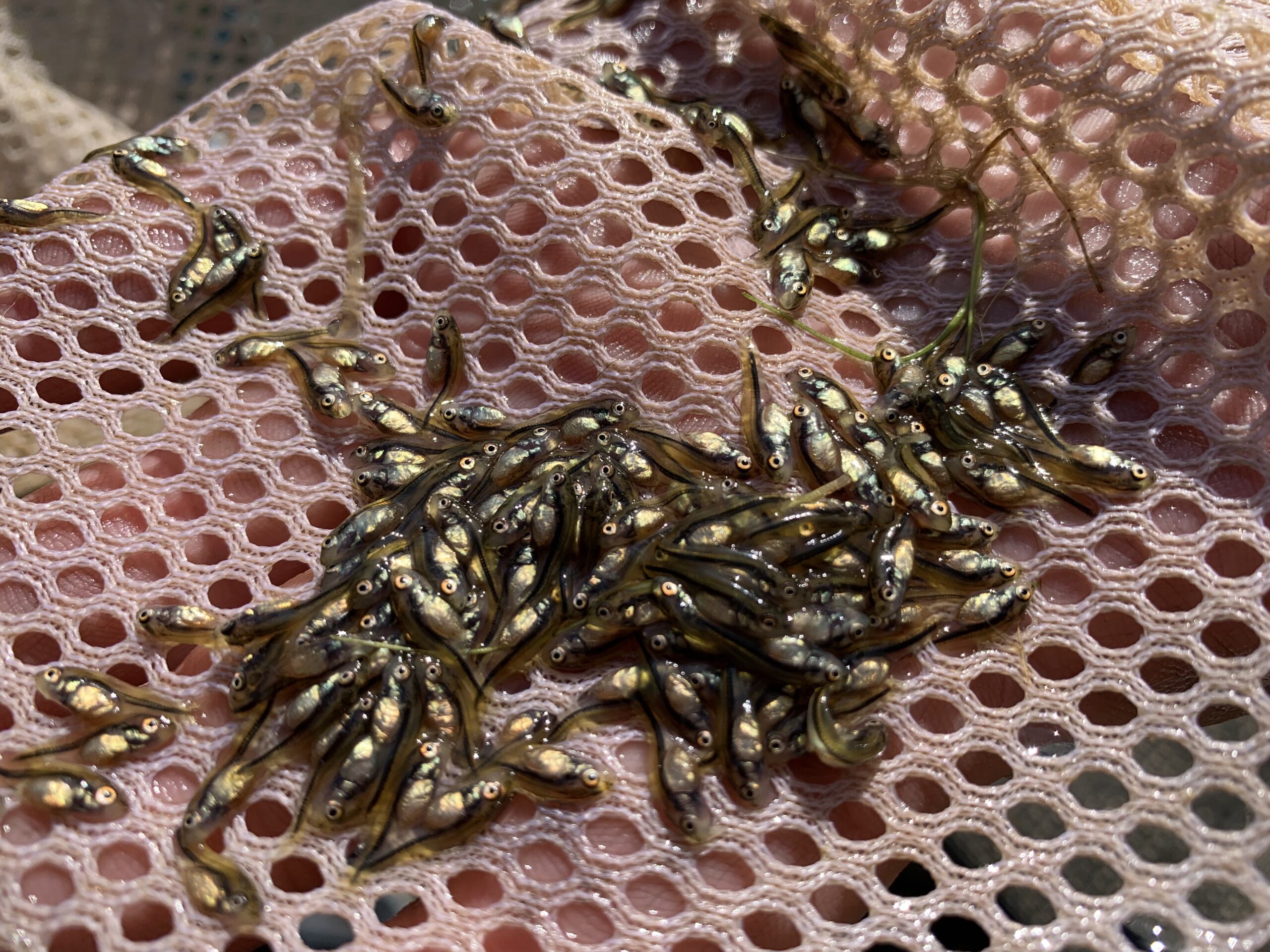 Shoreline Seminar 2023: School of Fry - American Sport Fish